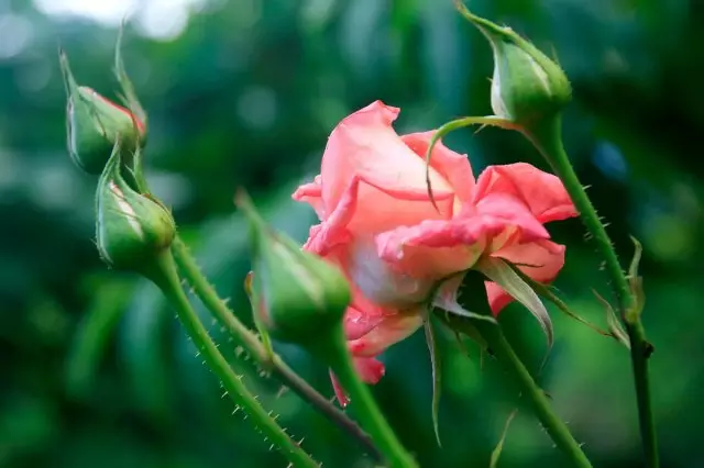 Kusarudza Pink Bush