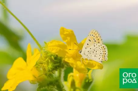 오이가있는 오이가있는 오이 - 단계별 마스터 클래스 사진 1583_3