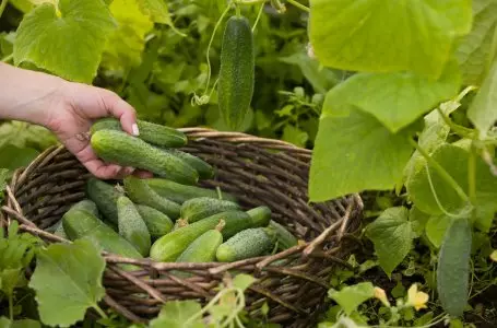 समुद्र किनारा सह वाढत cucumbers - फोटो सह चरण-दर-चरण मास्टर क्लास 1583_30