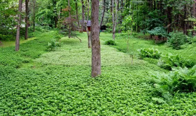 Mulch von Bodenanlagen