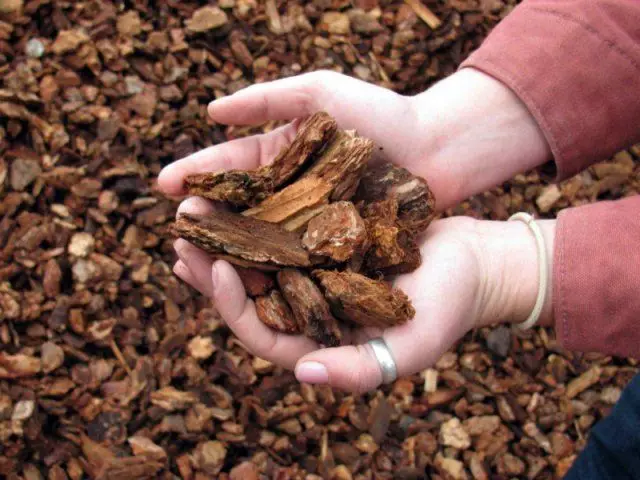 Mulch mula sa bark pine.