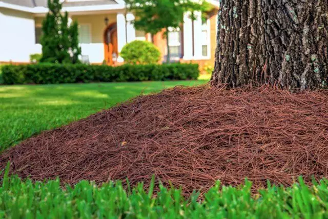 Mulch coniferous naalden