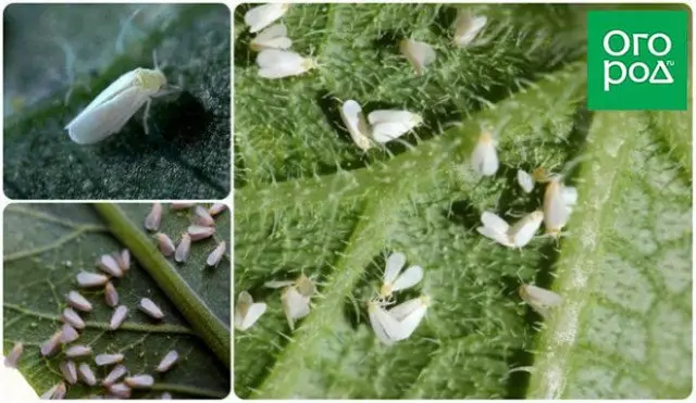 Škůdci okurků ve skleníku a otevřené půdě: popis, fotografie, bojová opatření