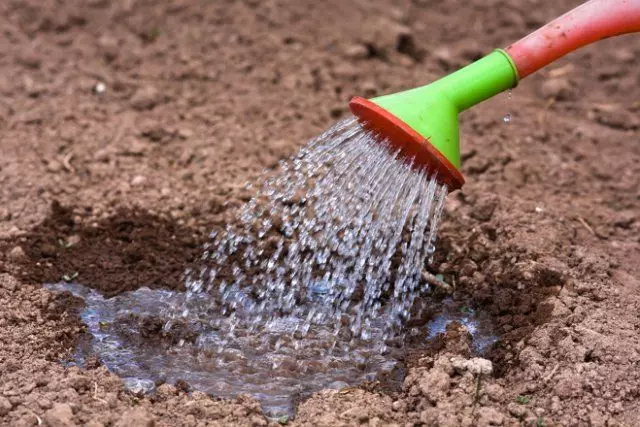 watering the soil with small seedling