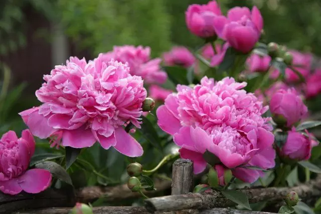 Peonies.