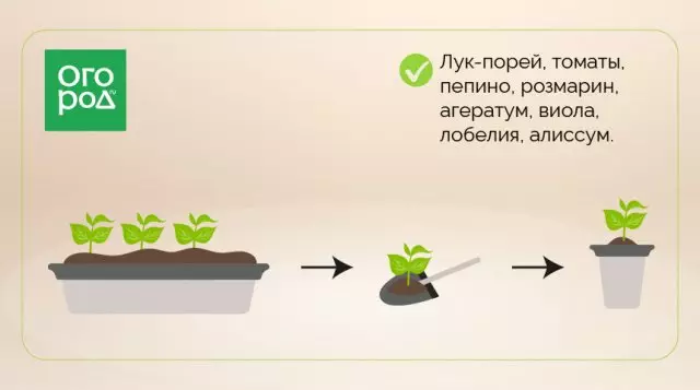 Schema vum Picking Seedlings