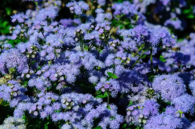 Ageratum şəkli