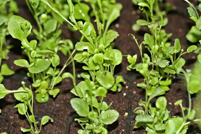 Zaailingen lobelia foto