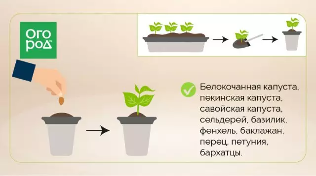 Skema fan groeiende seedlings mei picking en sûnder dyk