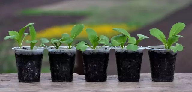 Seedard a pekingi káposzta fotó