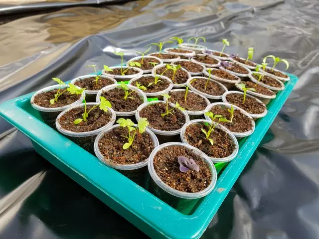 Seedling Cellery-foto