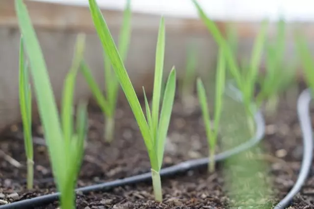 Seedlings Onions-geschwënn Foto