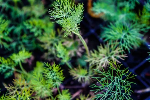 茴香照片幼苗