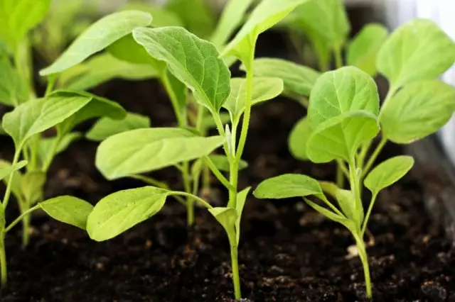 Birplplant Seedlings Foto