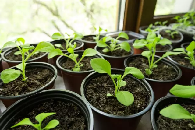 Seedling Petunia Foto