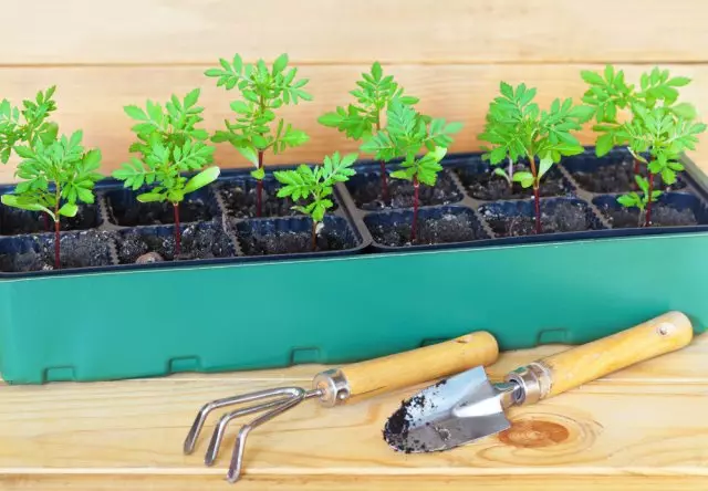 مخلوقات کی seedlings تصاویر