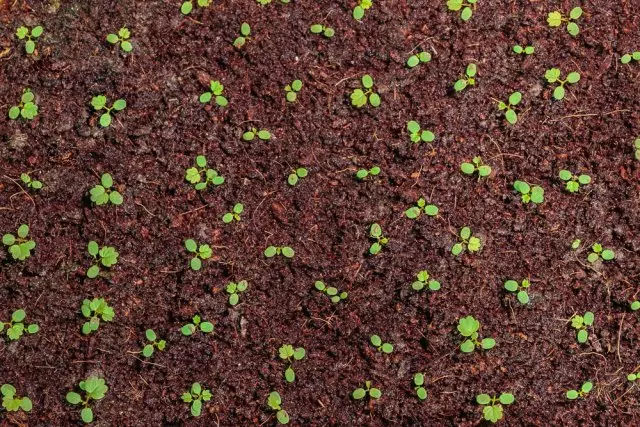 Strawberry Seedlings Photo