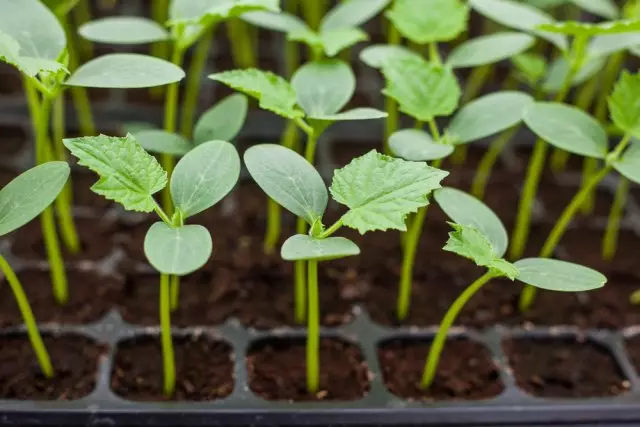 Komkommer SEEDLINGS Foto