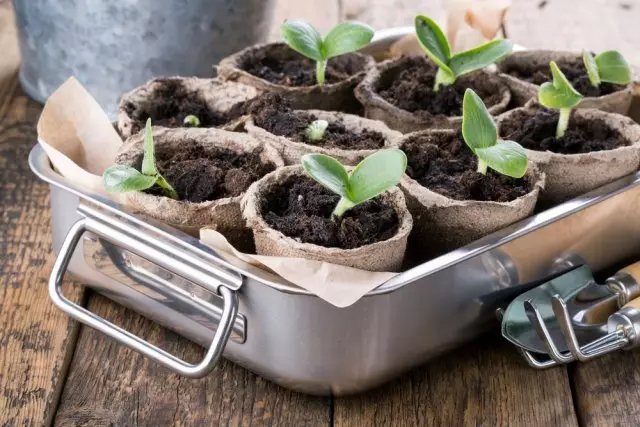 Seedlings Pumpkin Fotoen