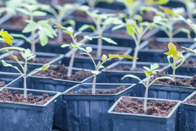 蕃茄幼木照片