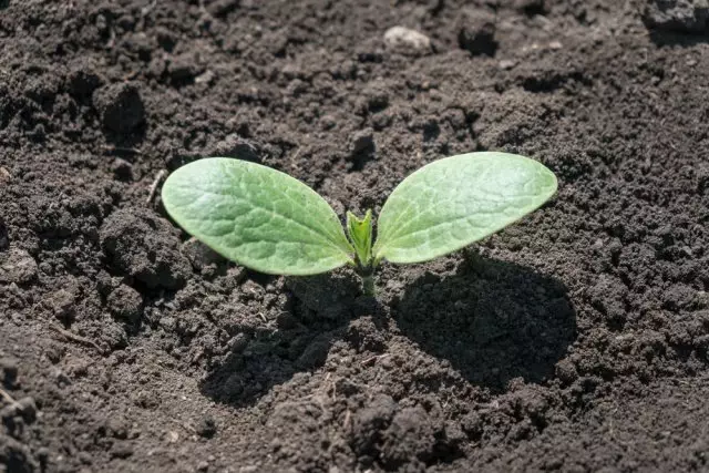 ZUCCHINI-foto van zaailingen