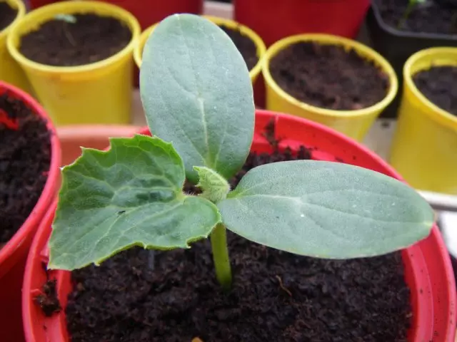 Seedling Melon Photos