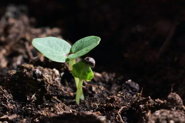 Seedling Aktie, oder Malva Foto