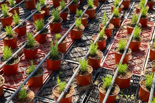 Rosemary Seedlings تصویر