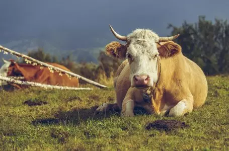 Quudinta dadka tamaandhada iyo qajaarka - cuntada sida loo caddeeyo 1594_12