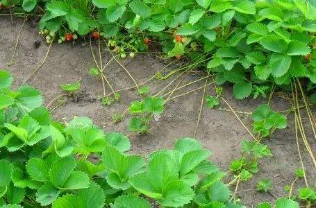 Co zrobić z Strawberry Usi - przycinać lub wyjeżdżać do hodowli? 159_5