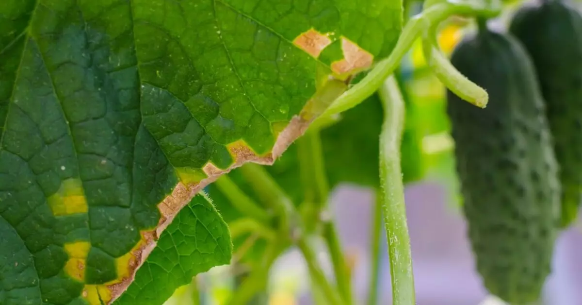 Iyo inotsanangurwa yezvirwere zve cucumbers: foto, tsananguro, matanho ekurwira uye kudzivirira