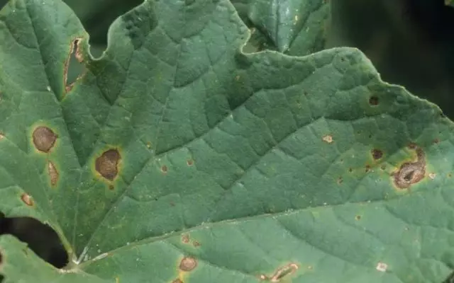 Alternariasis (faritra maina) Cucumbers