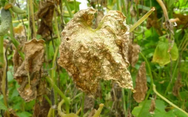 Root rot cucumbers