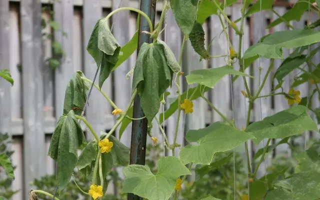 Fusarious fading ti cucumbers