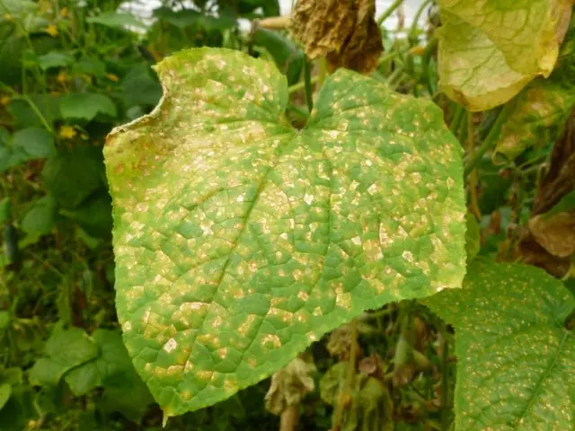 Peronosporosis (거짓 고통 이슬) 오이