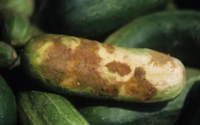 Rhizoconiosis cucumber