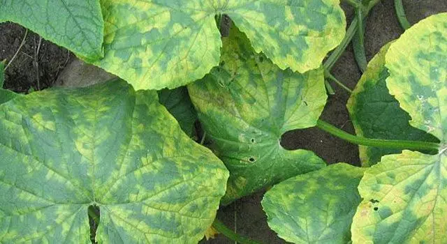 Mosaic Cucumbers