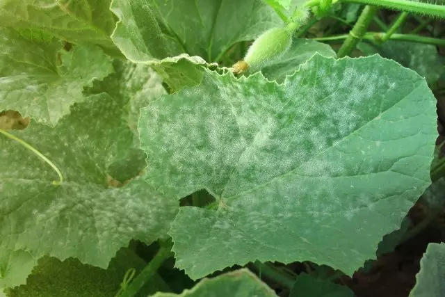 Puffy ip cucumbers