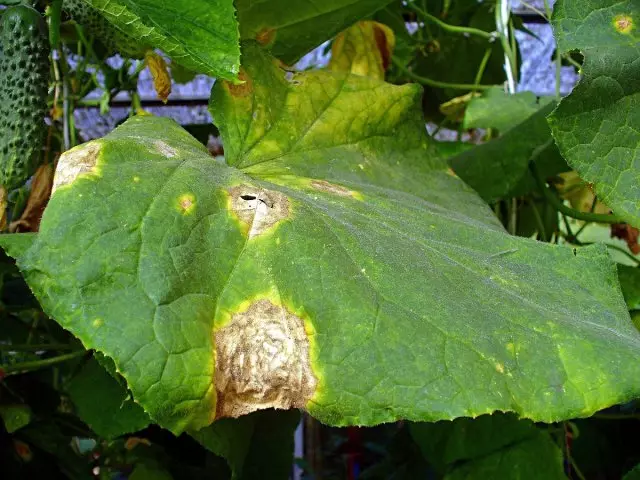 askochitosis នៃត្រសក់