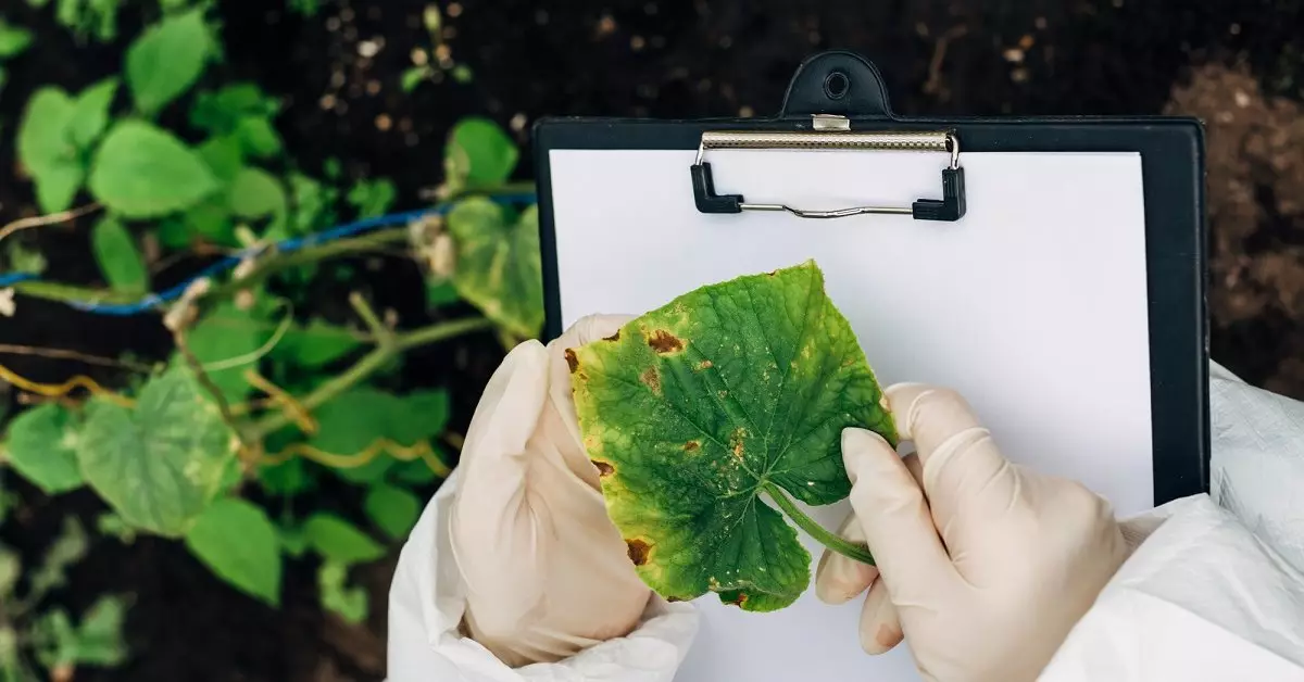 Cucumbers próiseála féilire ó ghalair agus lotnaidí