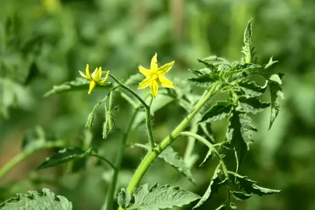 Karakterizaĵoj de polenado de la tomatoj de pipro kukumoj