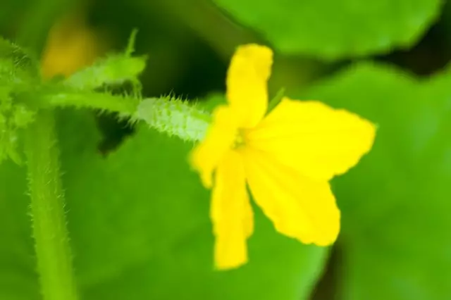 Fasali na pollination na tumatir na ciyayi cucumbers