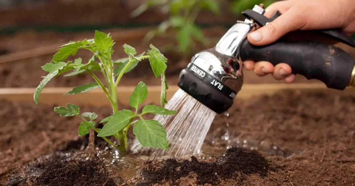 Maitiro ekudiridza matomatisi mune greenhouse uye ivhu rakavhurika