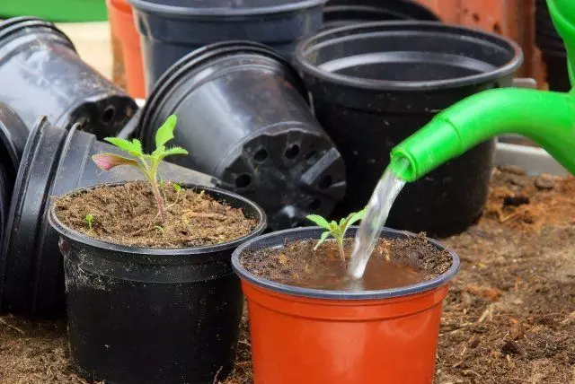 Tomate plantak ureztatzea