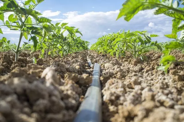 DRIP WATERING TOMATOER.