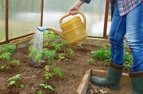 Sådan vandrer du tomaterne i drivhuset og den åbne jord 1615_22