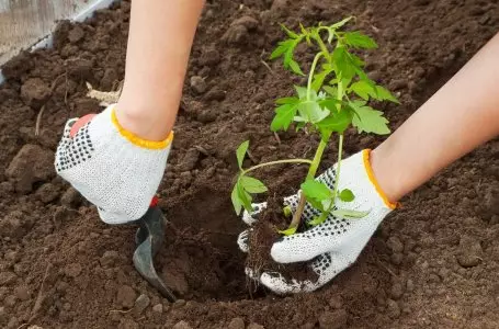 Como regar os tomates no invernadoiro e no solo aberto 1615_4