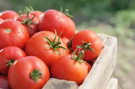 Sådan vandrer du tomaterne i drivhuset og den åbne jord 1615_6