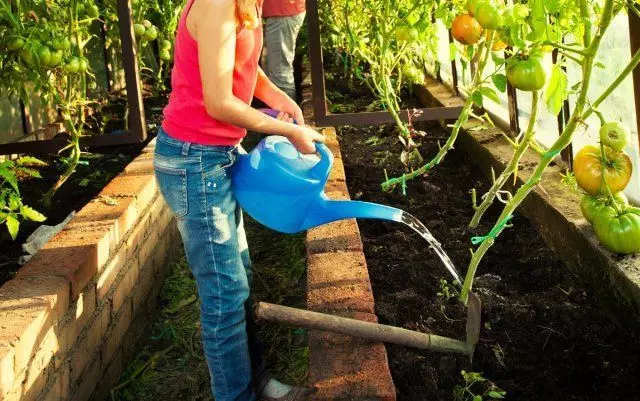 Watering tomaten yn 'e glêstúnbou