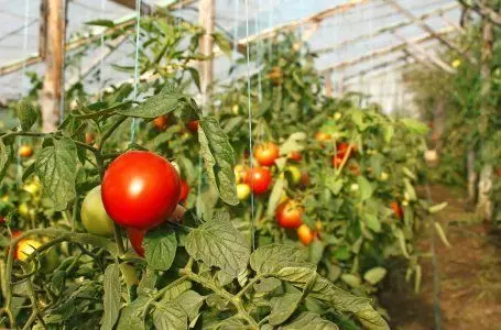 Sådan vandrer du tomaterne i drivhuset og den åbne jord 1615_9